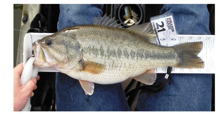 Photographing and Submitting a Catch – Carolina Kayak Anglers