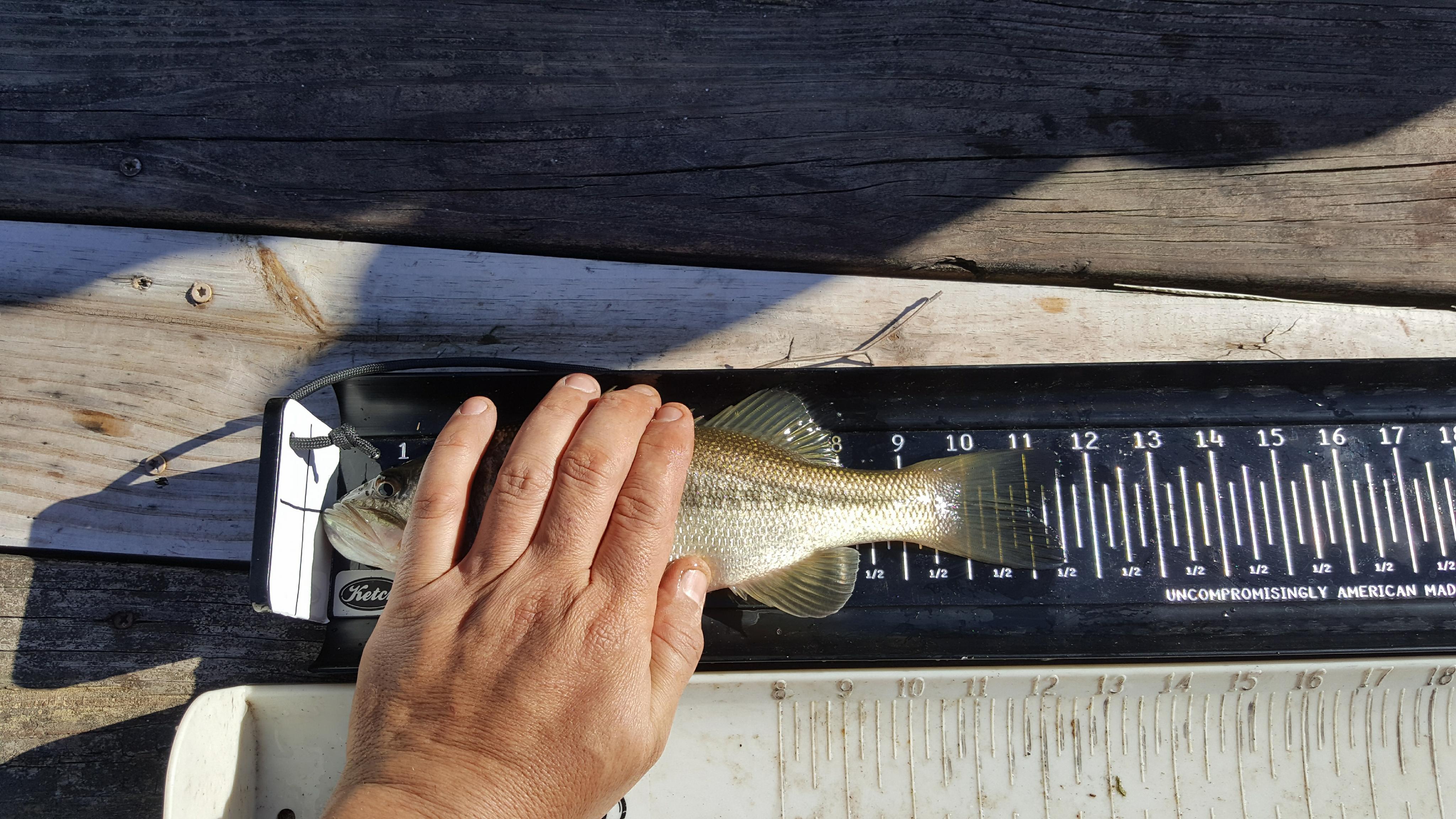 Rules Update: Tournament Measuring Boards – Carolina Kayak Anglers
